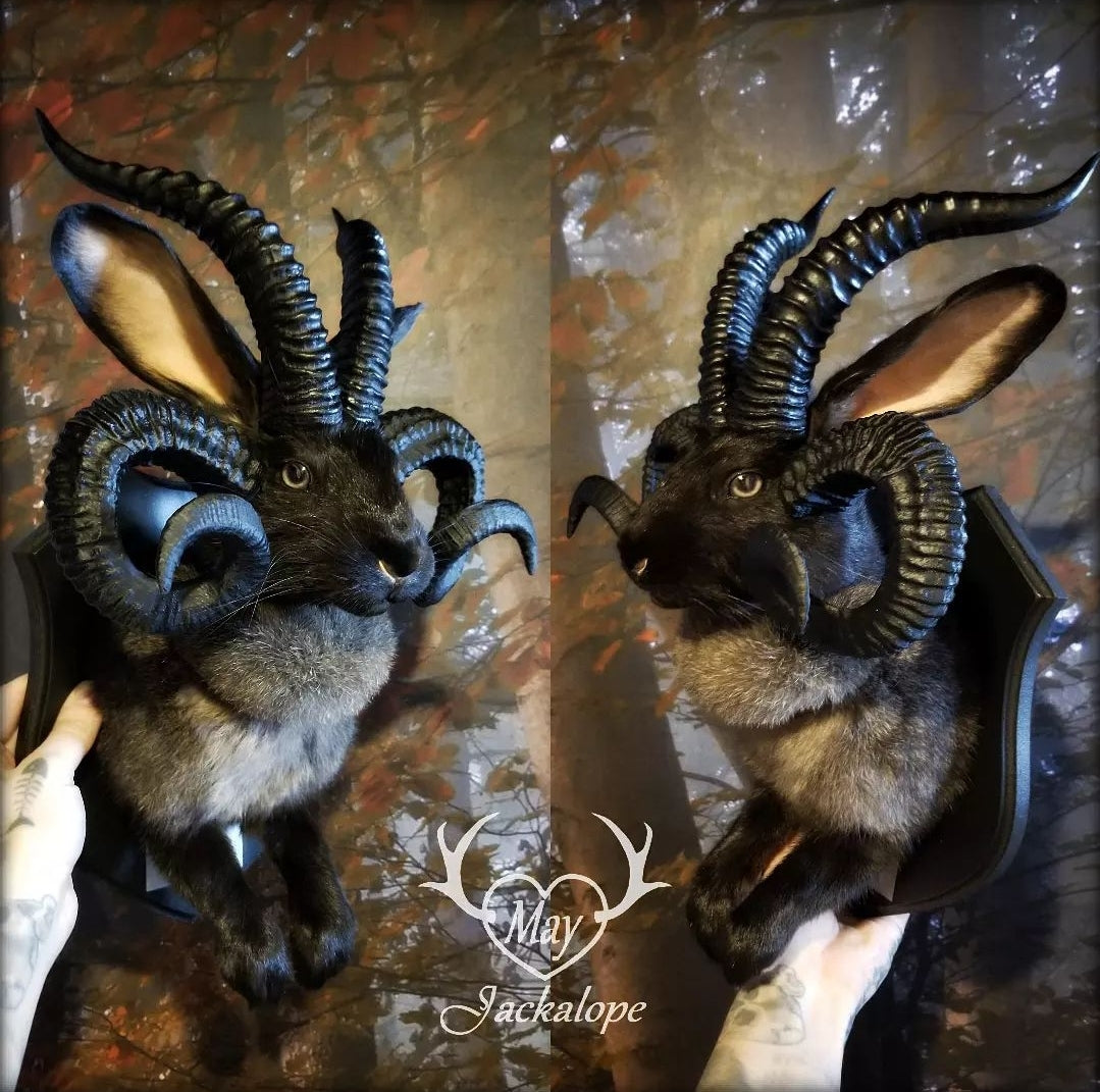 Jackalopes – May Jackalope