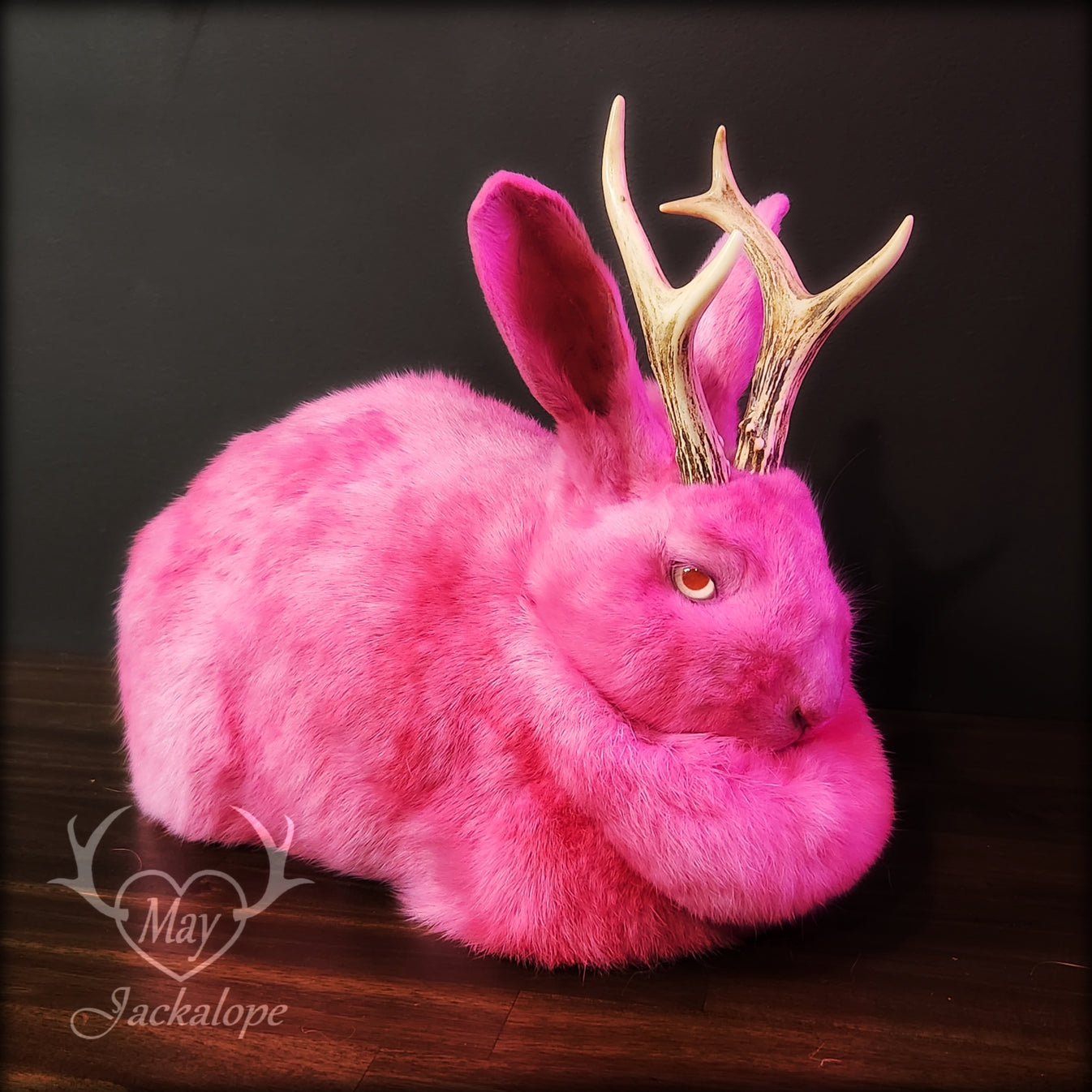 Jackalope taxidermy by May Jackalope